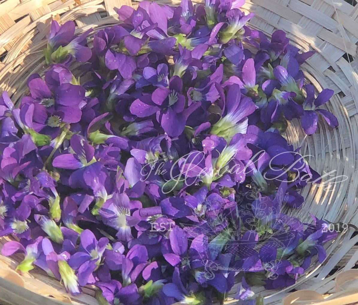 Wild Violets - pretty little purple -ish blue flowers everywhere
