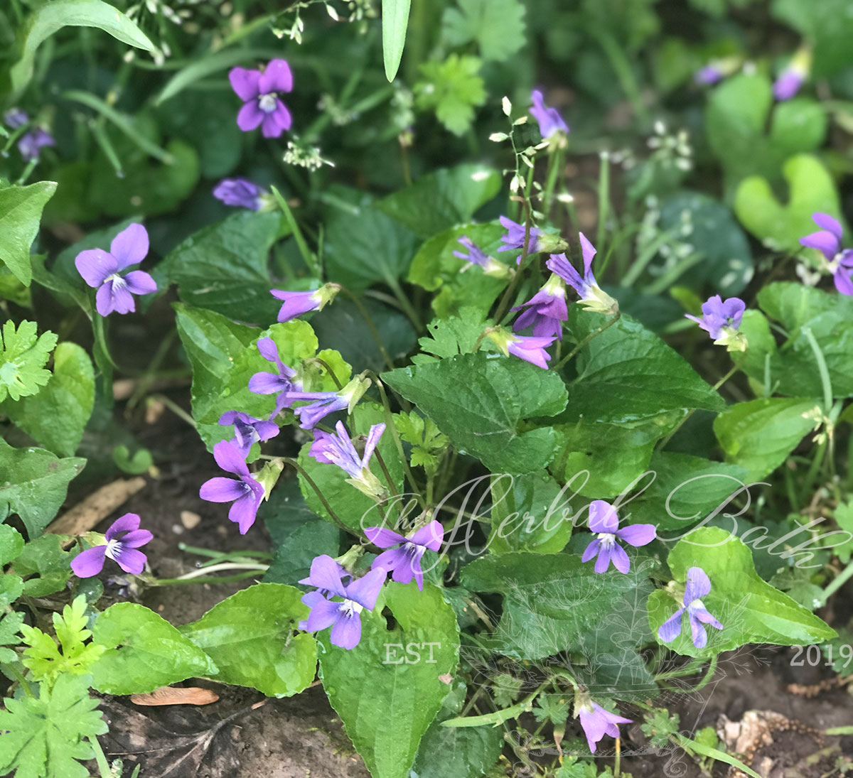 Wild Violets - pretty little purple -ish blue flowers everywhere